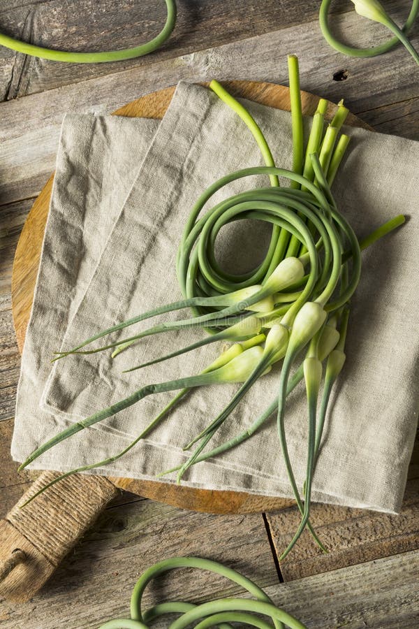 Raw Green Organic Garlic Scapes Stock Photo - Image of garlic, sprout ...