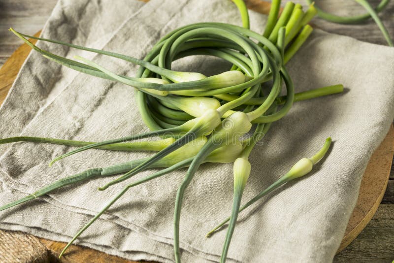 Raw Green Organic Garlic Scapes Stock Photo - Image of agriculture ...