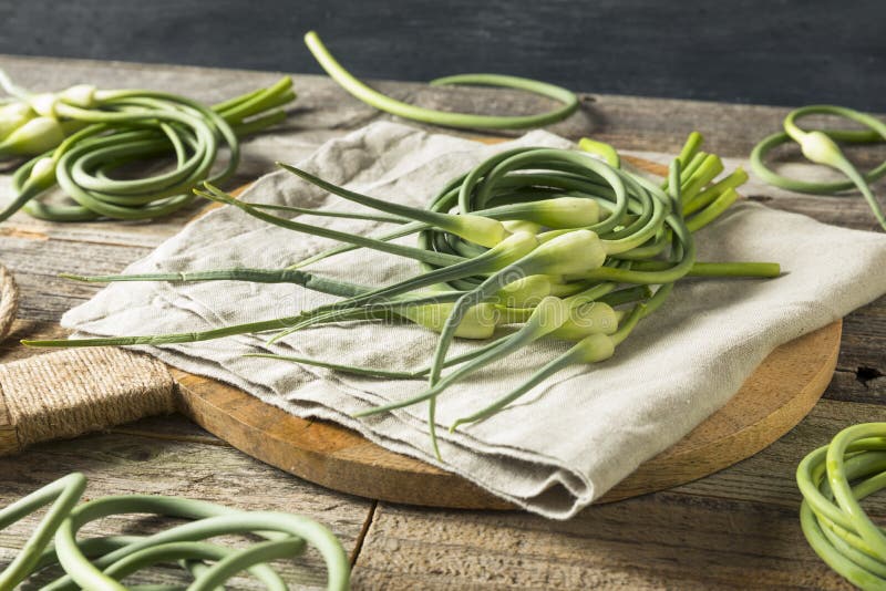 Raw Green Organic Garlic Scapes Stock Image - Image of onion ...