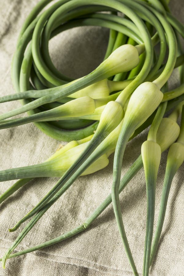Raw Green Organic Garlic Scapes Stock Photo - Image of ingredient ...