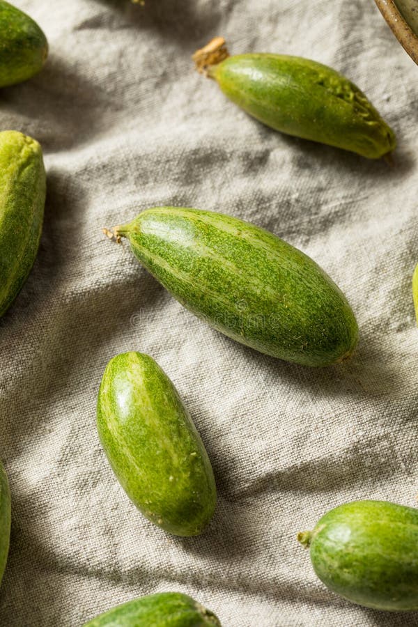 Parwal/parval/potol Cultivation By Our Farmer At West Bengal, India ...