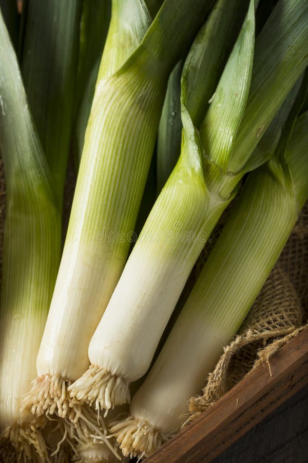 Raw Green Organic Leeks stock photo. Image of freshness - 84073946