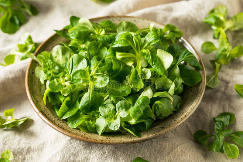 Raw Green Organic Mache Rosettes Stock Image - Image of green, greens ...