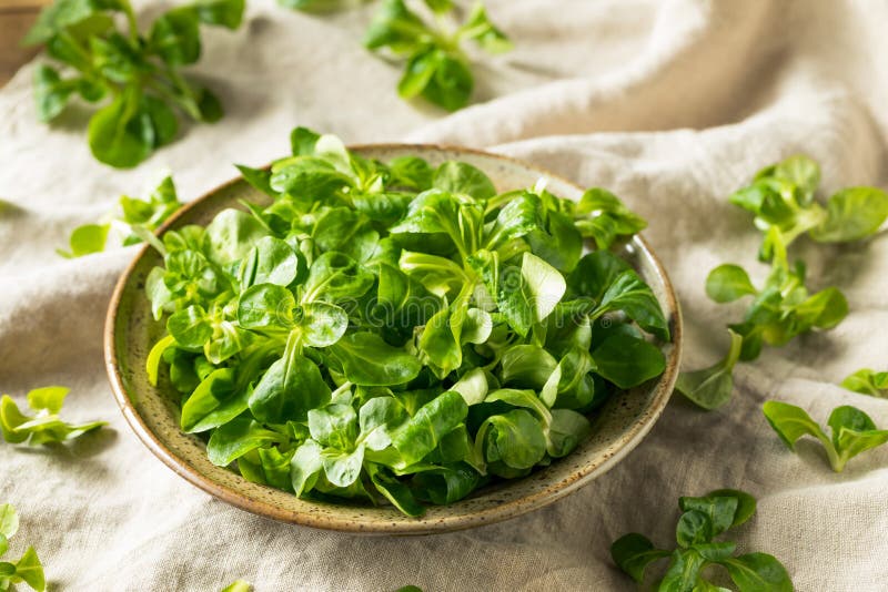 Raw Green Organic Mache Rosettes Stock Image - Image of herb, bunch ...