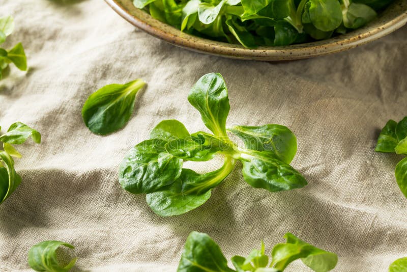 Raw Green Organic Mache Rosettes Stock Image - Image of rapunzel ...