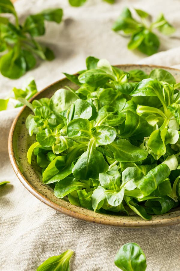 Raw Green Organic Mache Rosettes Stock Photo - Image of nutrition ...