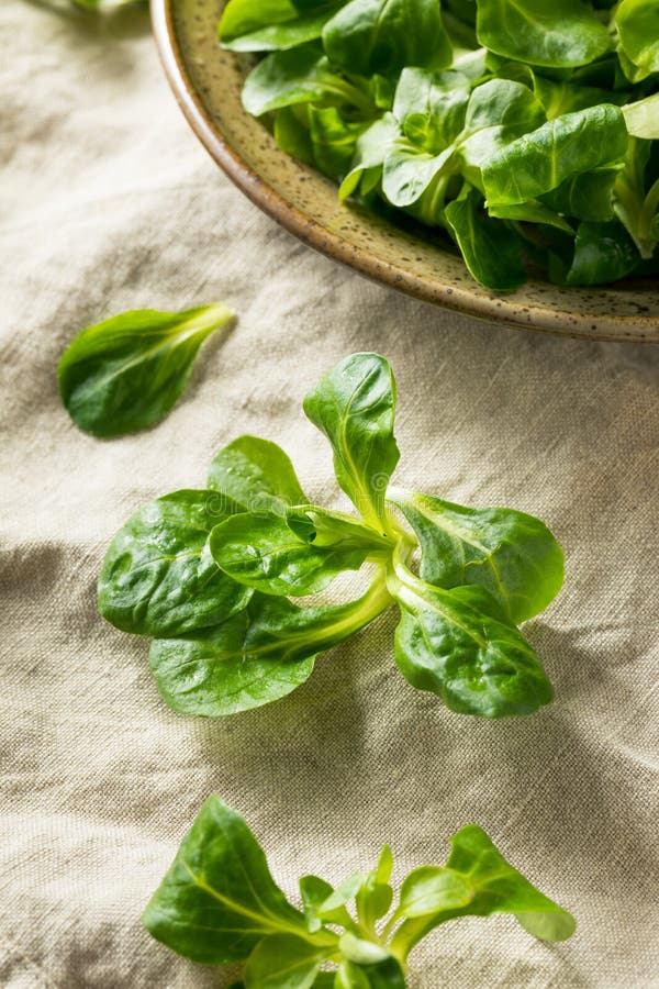 Raw Green Organic Mache Rosettes Stock Photo - Image of mache, leaf ...