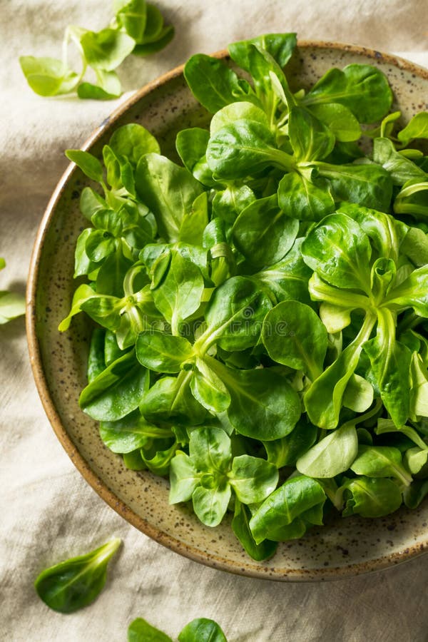 Raw Green Organic Mache Rosettes Stock Image - Image of garden, fresh ...