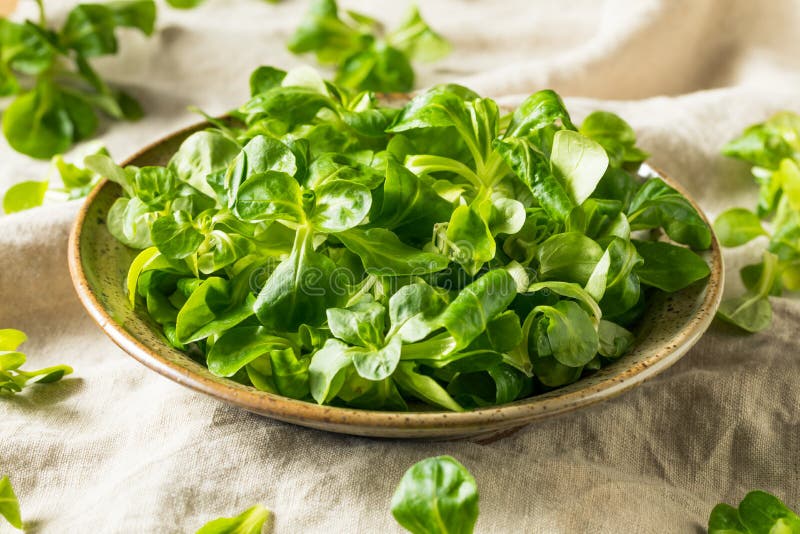 Raw Green Organic Mache Rosettes Stock Photo - Image of group, leaf ...