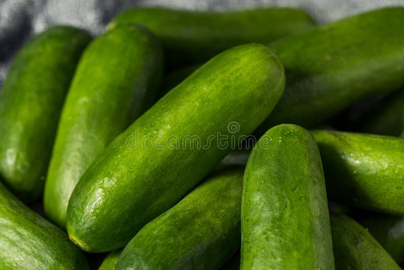 Raw Green Organic Mini Cucumbers Stock Photo - Image of diet ...