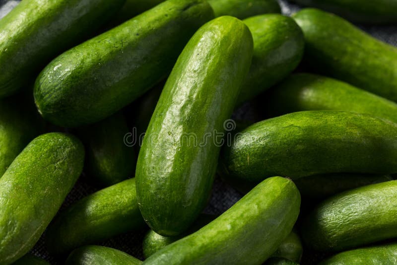 Raw Green Organic Mini Cucumbers Stock Image - Image of nature, juicy ...