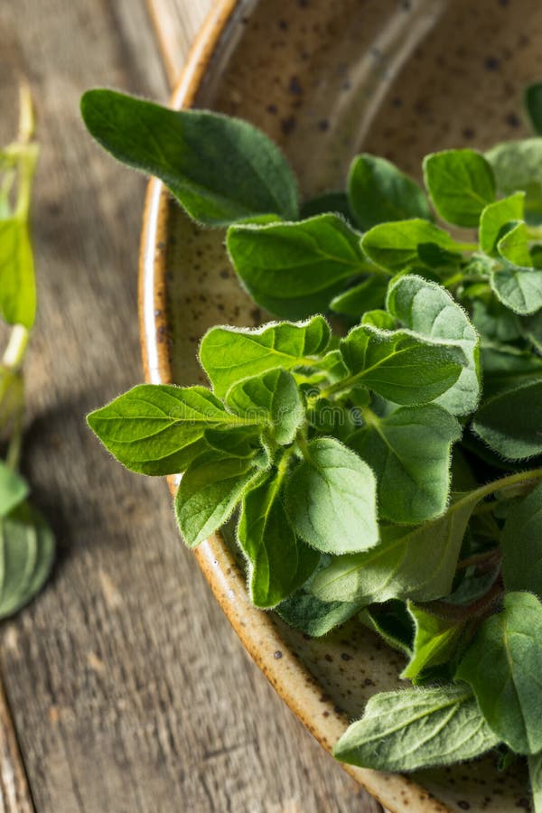 Raw Green Organic Oregano stock image. Image of aromatic - 151715779