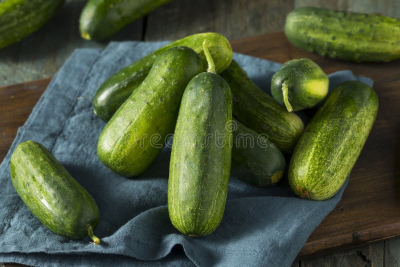 Raw Green Organic PIckle Cucumbers Stock Image - Image of pickles ...