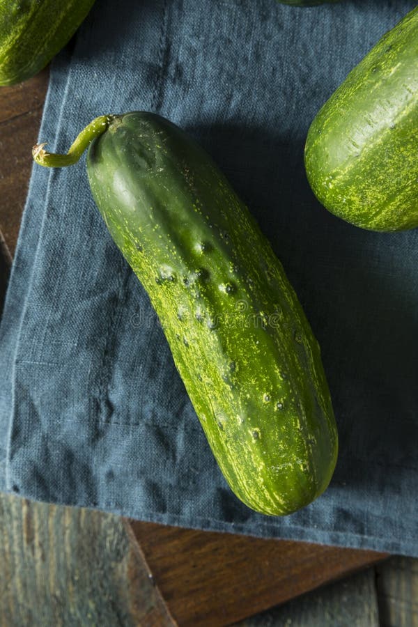 Raw Green Organic PIckle Cucumbers Stock Photo - Image of harvest ...