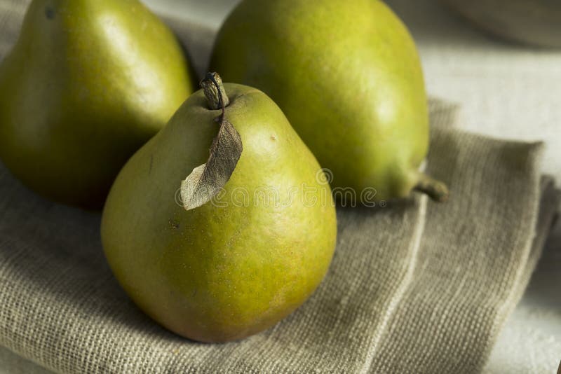 Raw Green Organic Seckel Pears Stock Image - Image of seckle, harvest ...