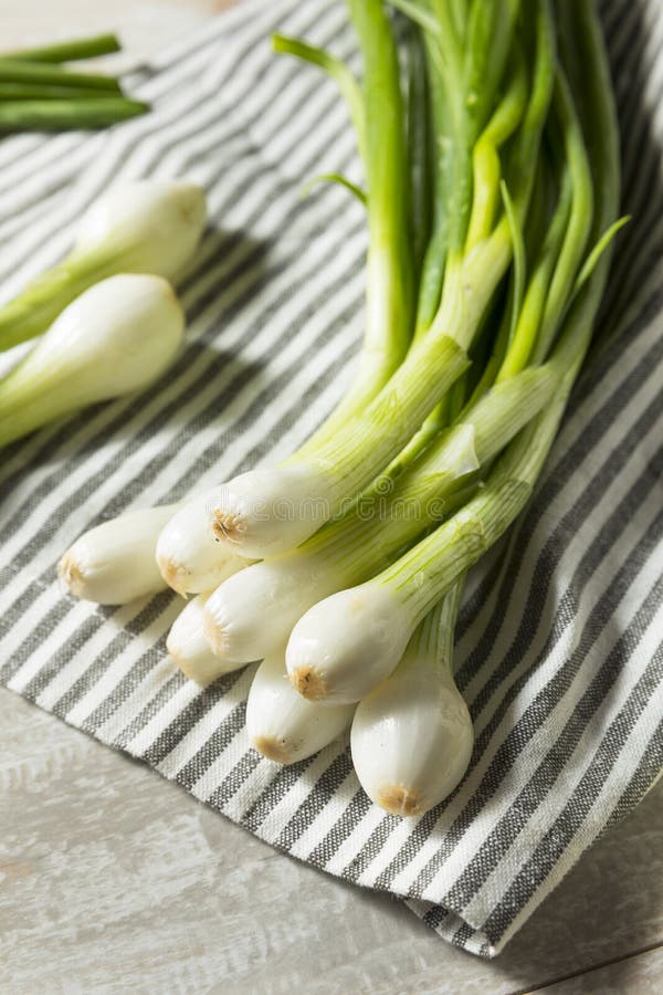 Raw Green Organic Spring Bulb Onions Stock Photo - Image of chives ...