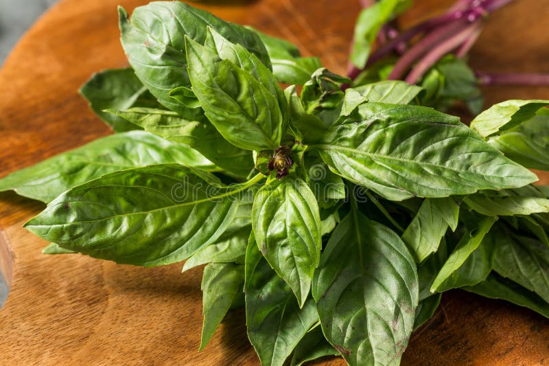 Raw Green Organic Thai Holy Basil Stock Image - Image of thai ...