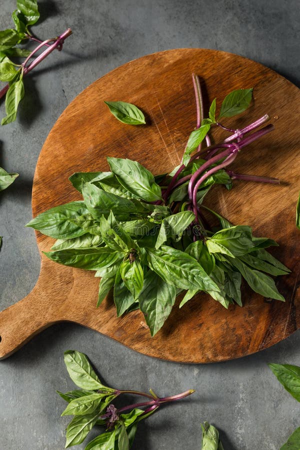 Raw Green Organic Thai Holy Basil Stock Photo - Image of cuisine ...