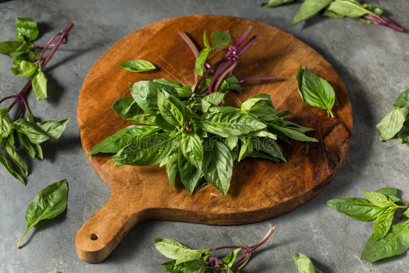 Raw Green Organic Thai Holy Basil Stock Image - Image of cooking, thai ...