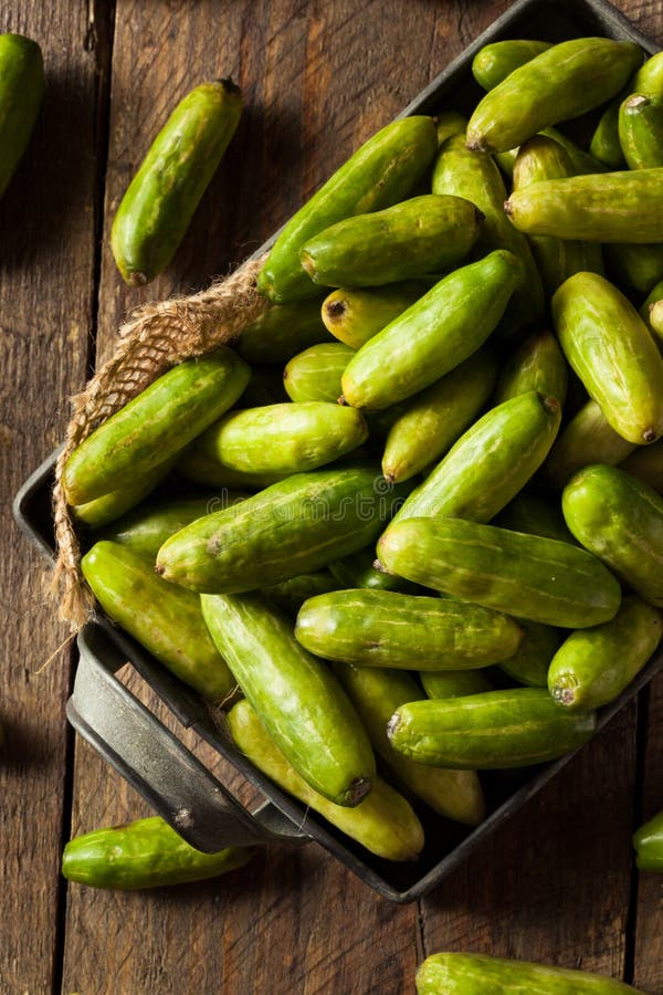 405 Tindora Stock Photos - Free & Royalty-Free Stock Photos from Dreamstime