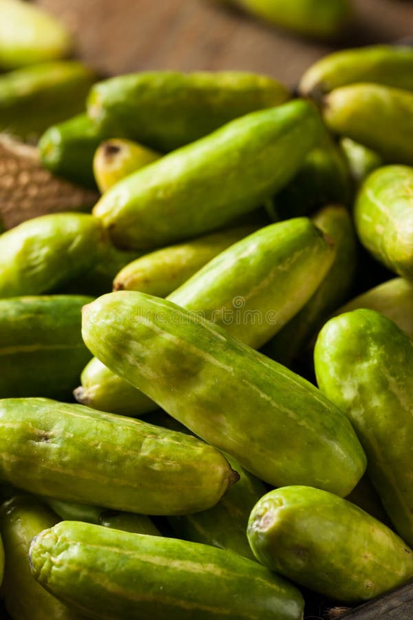 Tindora Stock Photos - Download 68 Royalty Free Photos