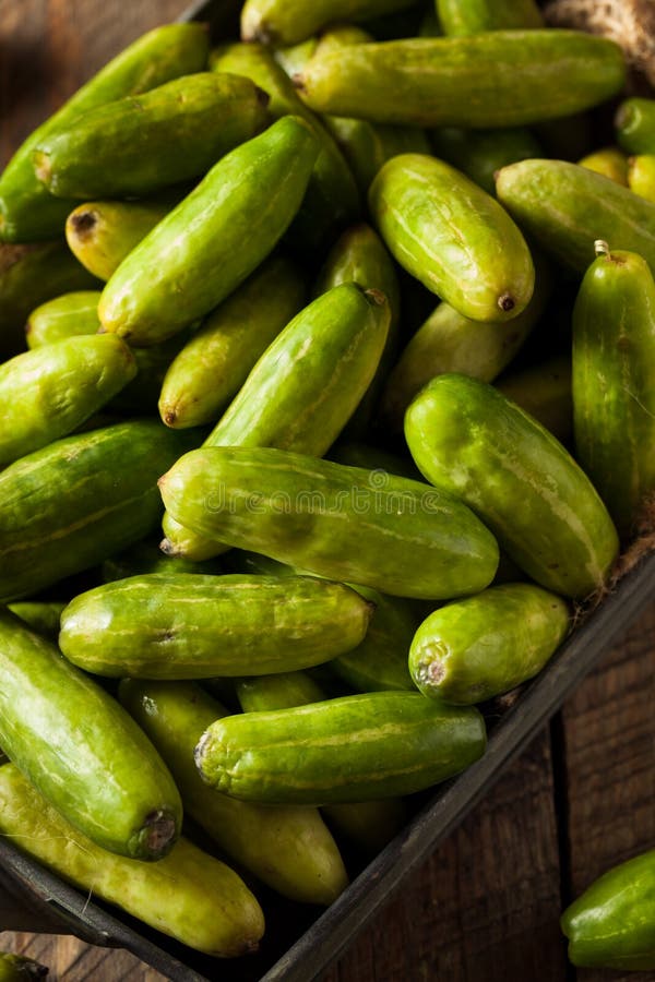 405 Tindora Stock Photos - Free & Royalty-Free Stock Photos from Dreamstime