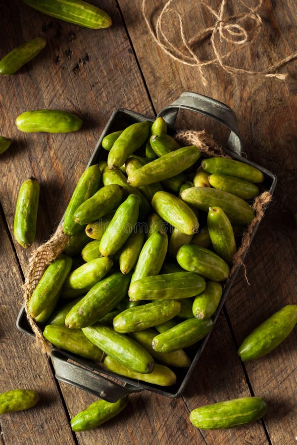 Tindora Stock Photos - Download 68 Royalty Free Photos