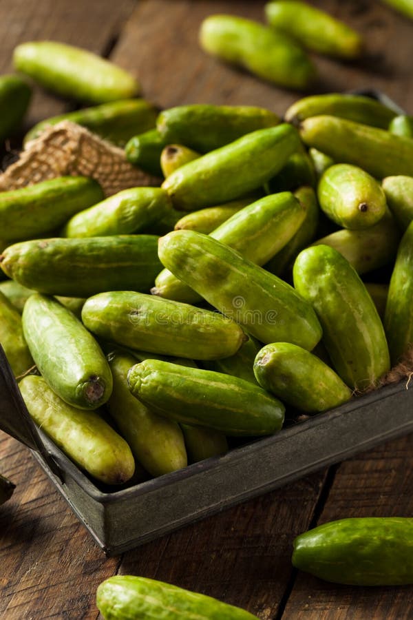 350 Vegetable Tindora Stock Photos - Free & Royalty-Free Stock Photos ...