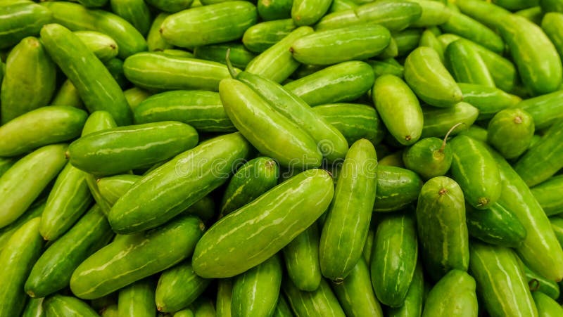 350 Vegetable Tindora Stock Photos - Free & Royalty-Free Stock Photos ...