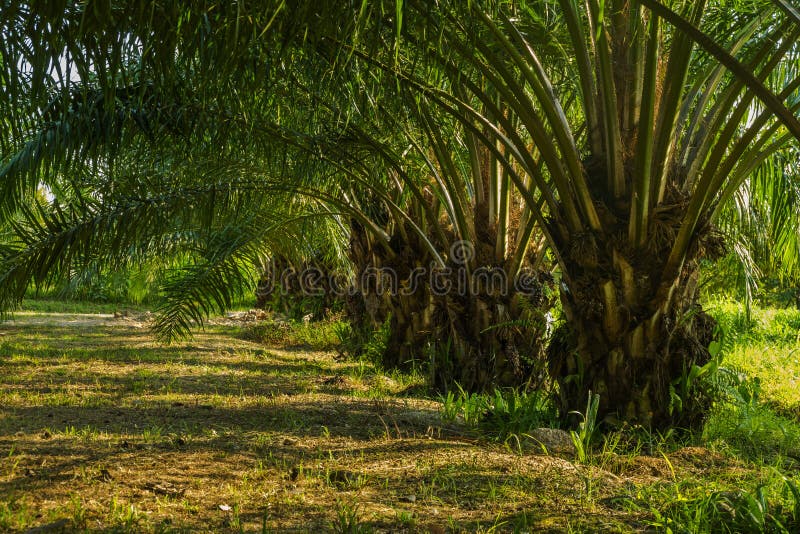 Raw of green palm tree stock image. Image of nature - 155825487