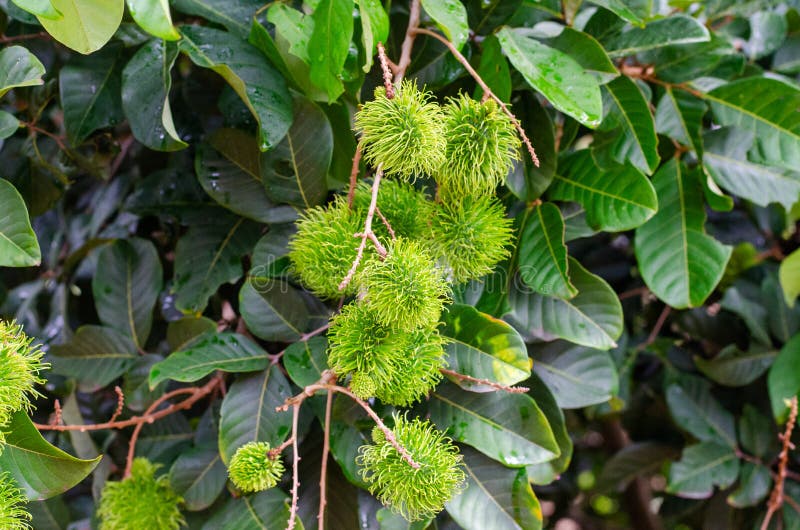 The Raw Green Rambutan on the Trees To Wait for the Harvest Stock Photo ...