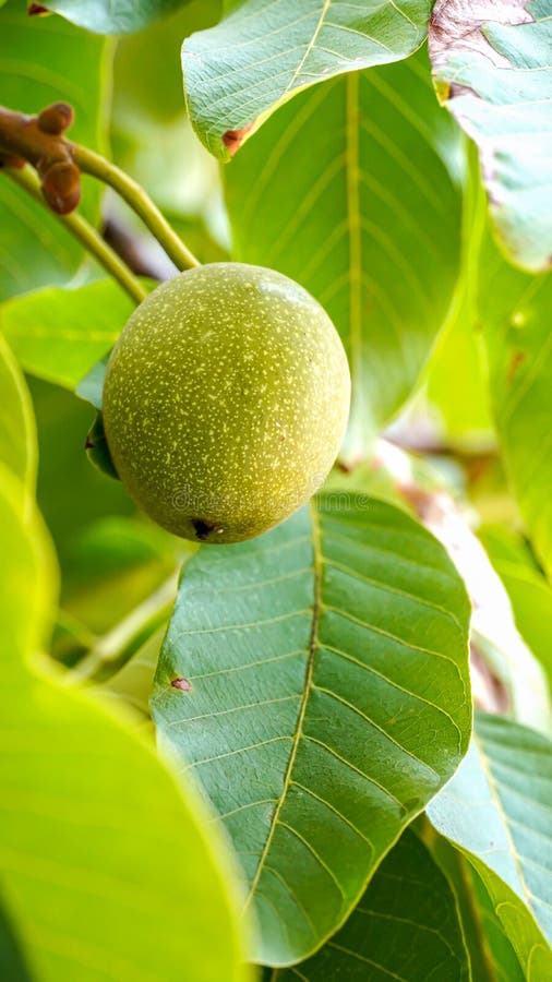 Raw Green Walnut on the Tree Branch Stock Image - Image of branch ...