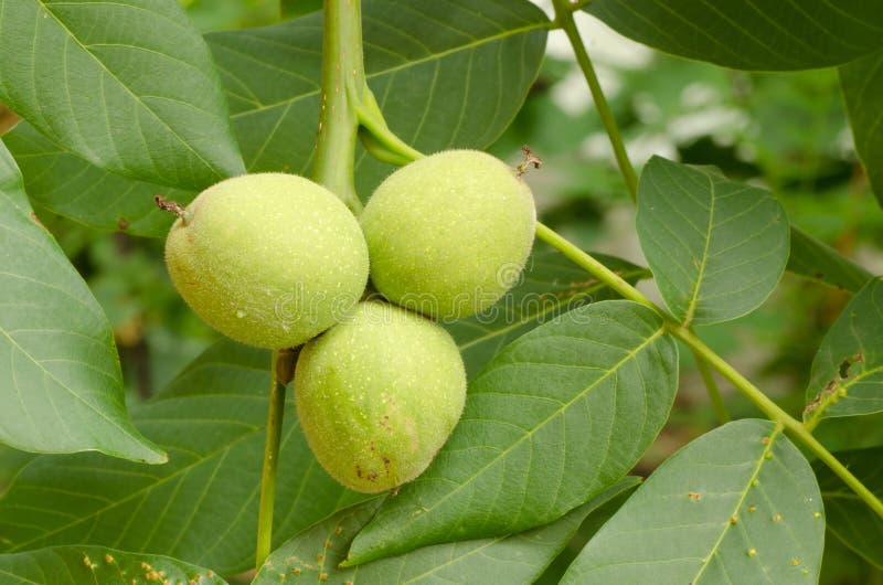 Raw green walnuts on tree stock photo. Image of natural - 57744412