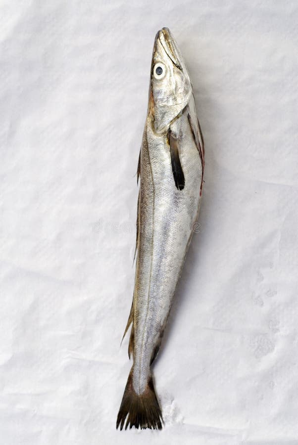 Raw hake stock photo. Image of ingredient, hake, fish - 23706898