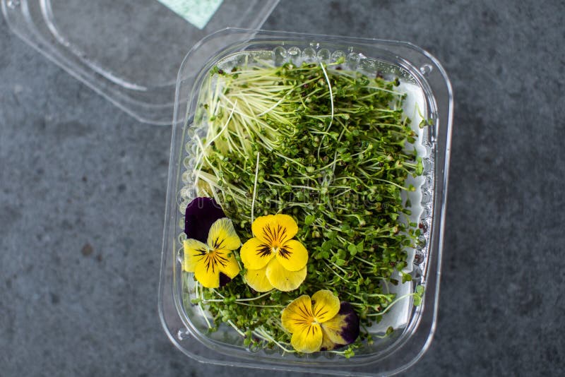 Raw Healthy Microgreen in a Transparent Box Stock Image - Image of diet ...