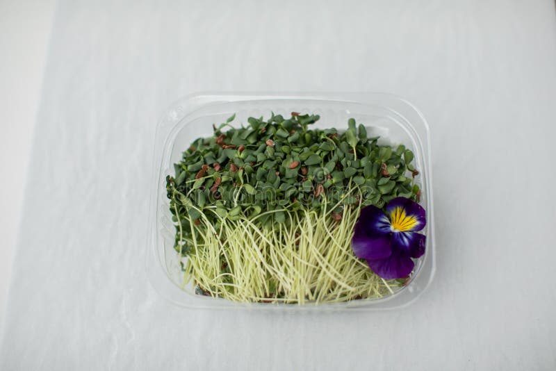 Raw Healthy Microgreen in a Transparent Box Stock Image - Image of ...