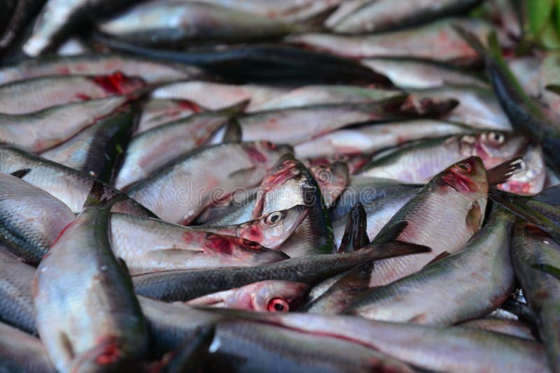 Raw herring on the market stock image. Image of diet - 115260251