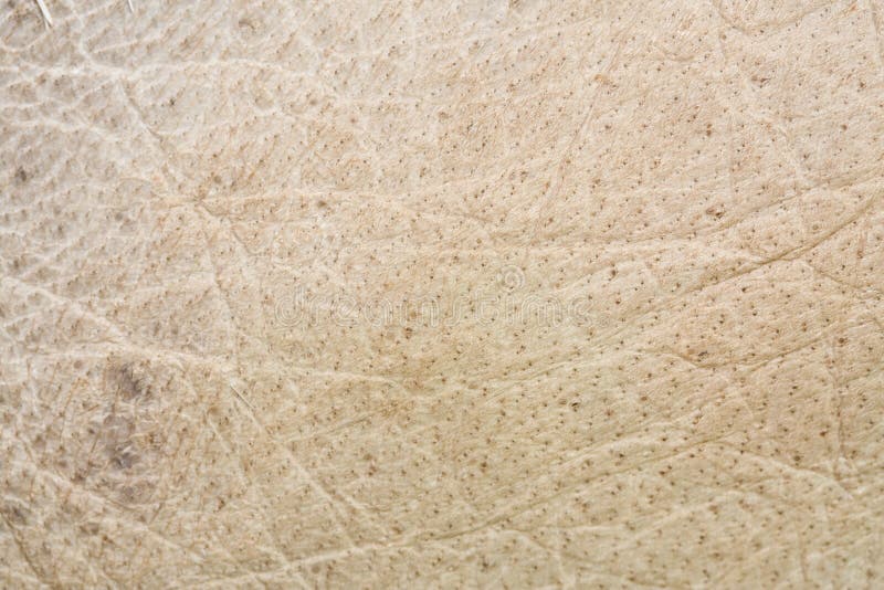 Raw Hide Picture. Image: 8105576