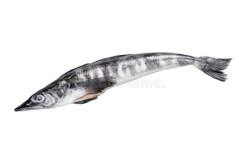 Raw Icefish on a Kitchen Table. Isolated on White Background, Top View ...