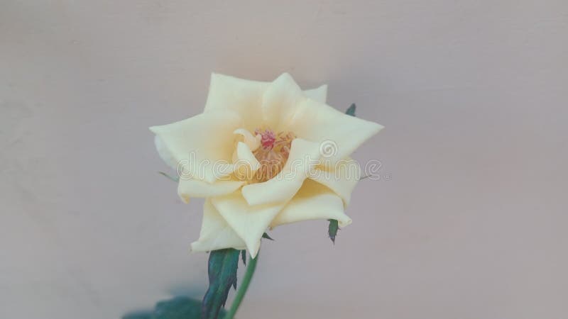 Raw Image of New Flowering, Yellow Rose Stock Image - Image of ...