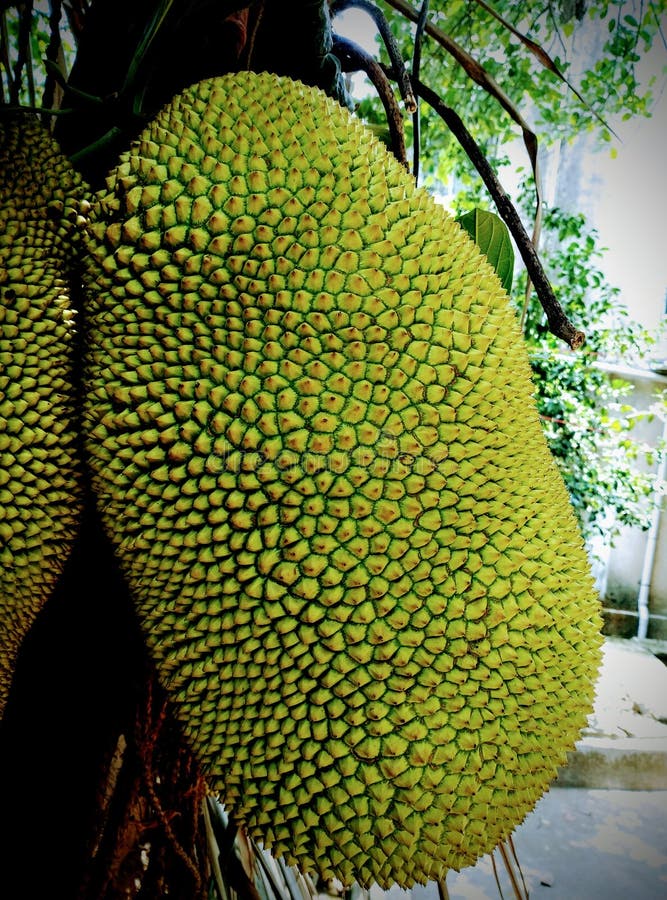 133 Giant Jackfruit Stock Photos - Free & Royalty-Free Stock Photos from Dreamstime