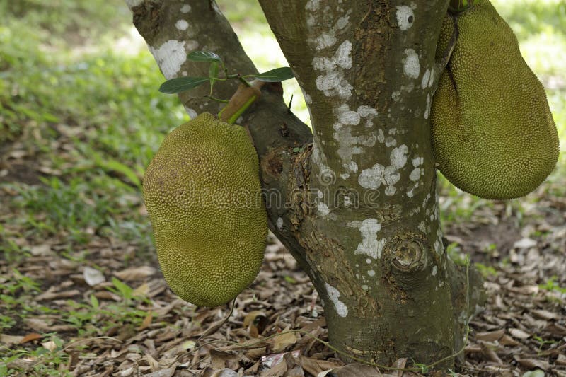 Raw Jackfruits on a Jackfruit Tree in Thailand Stock Image - Image of ...