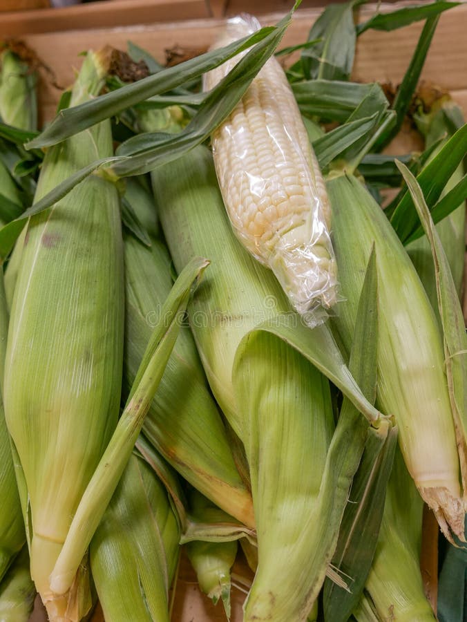 Raw Japanese Corn stock photo. Image of corn, field - 113232526