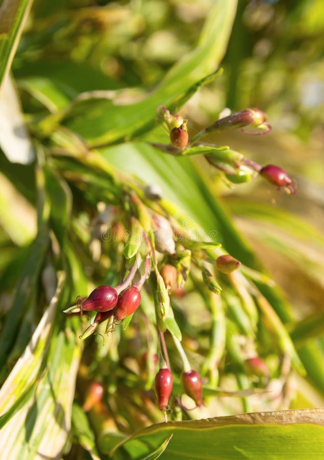 Adlay, Adlay Millet, Job's Tears, Millet (Coix Lachryma-jobi. L.).boil ...