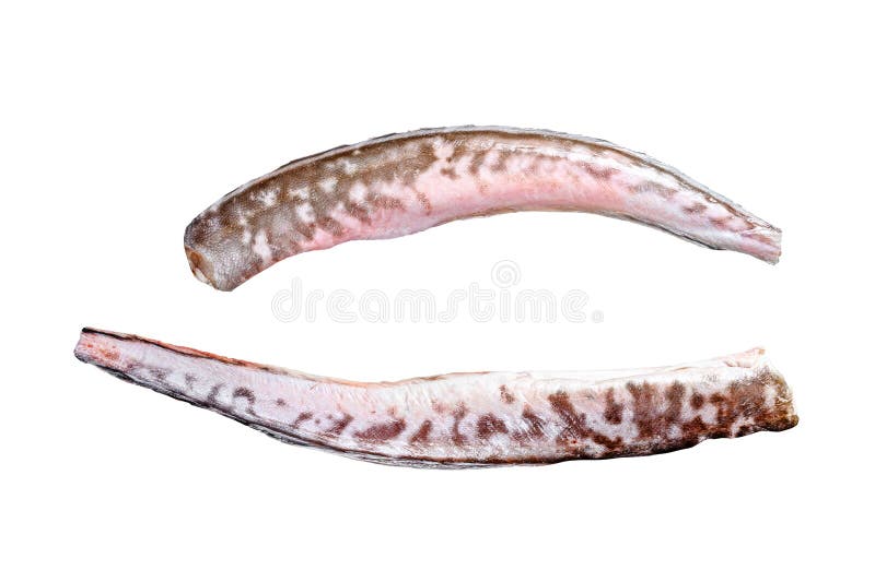 134 Congrio Fish Stock Photos - Free & Royalty-Free Stock Photos from ...