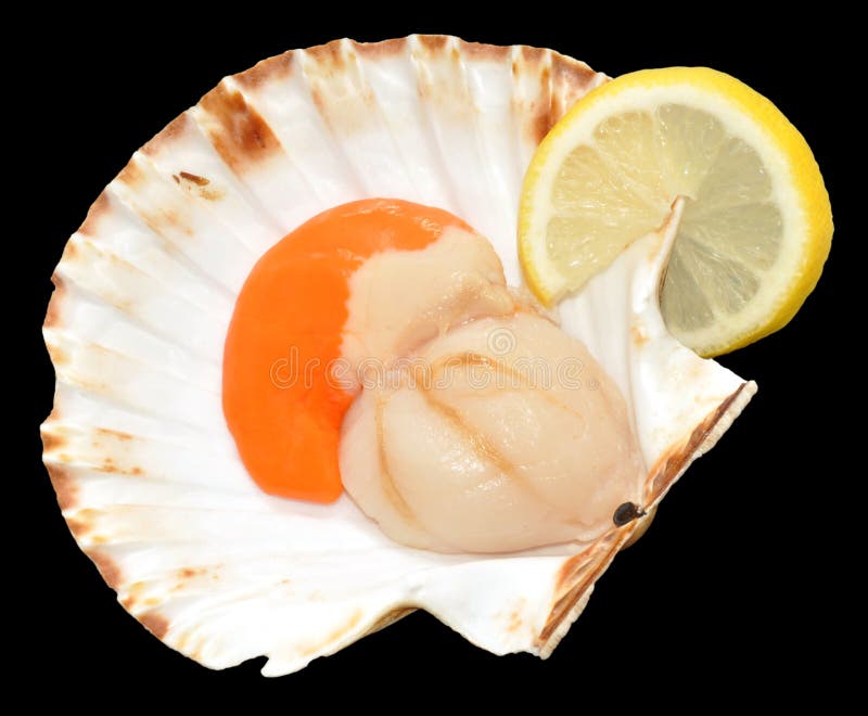 Raw King Scallop stock image. Image of scallop, saltwater - 45746199