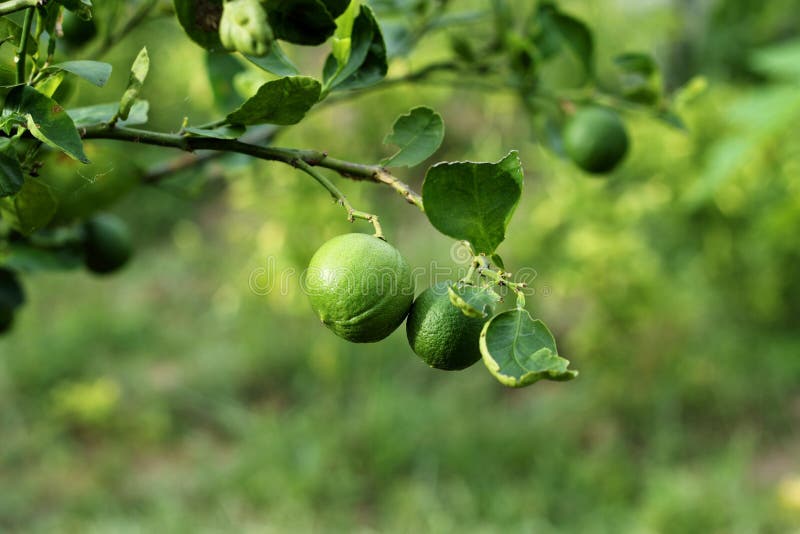 Raw lemon stock image. Image of drink, health, eating - 34059963