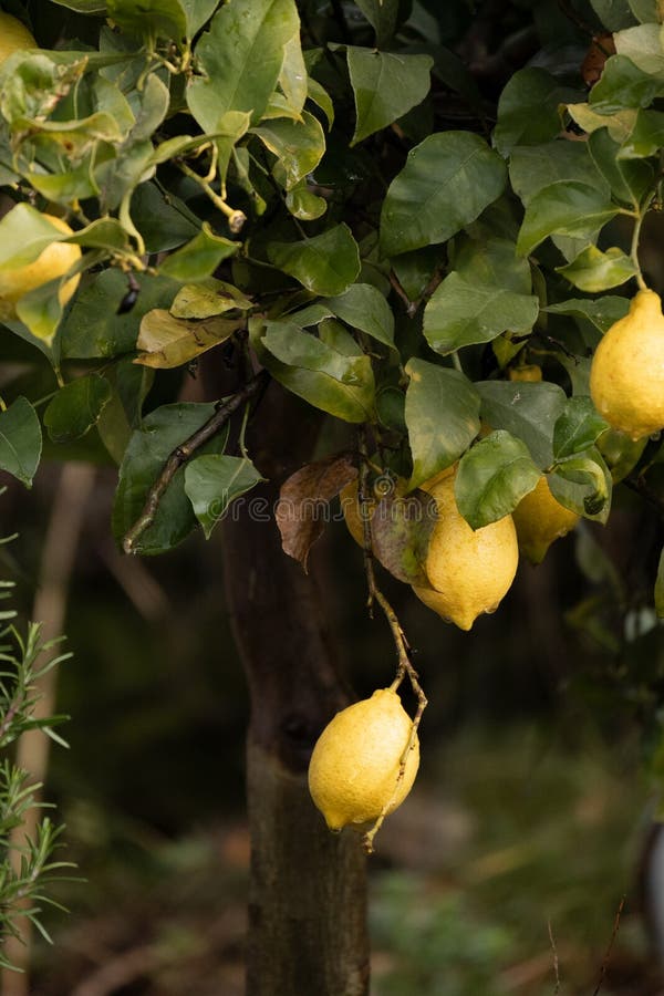 Raw Lemons Growing on the Tree, Citrus Production Concept Stock Image ...