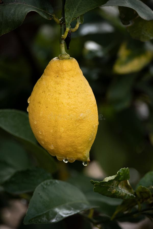 Raw Lemons Growing on the Tree, Citrus Production Concept Stock Photo ...