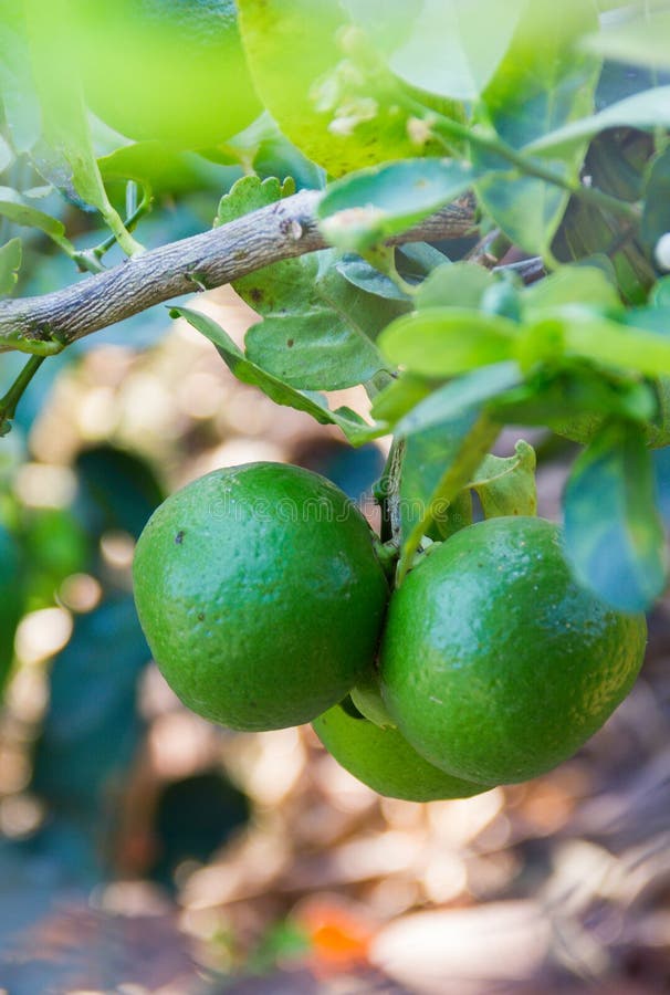 Raw lime fresh green. stock photo. Image of growth, fresh - 108892950